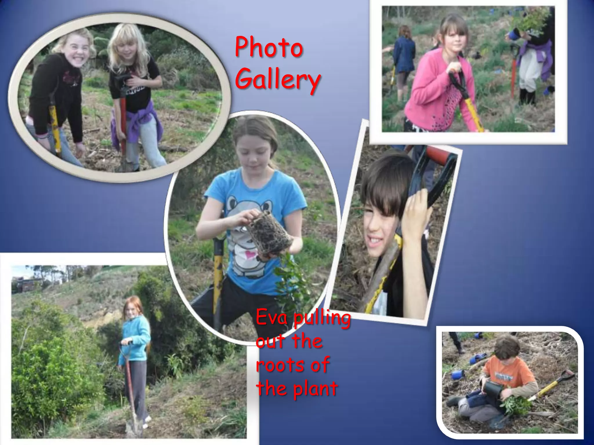 Eva tree planting | PPT