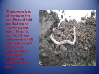 Eva tree planting | PPT