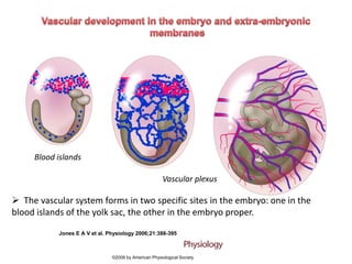 Early Vascular Development | PPTX