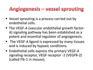 Early Vascular Development | PPT