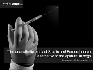 Assessment of a ventral ultrasound-guided suprainguinal approach to ...