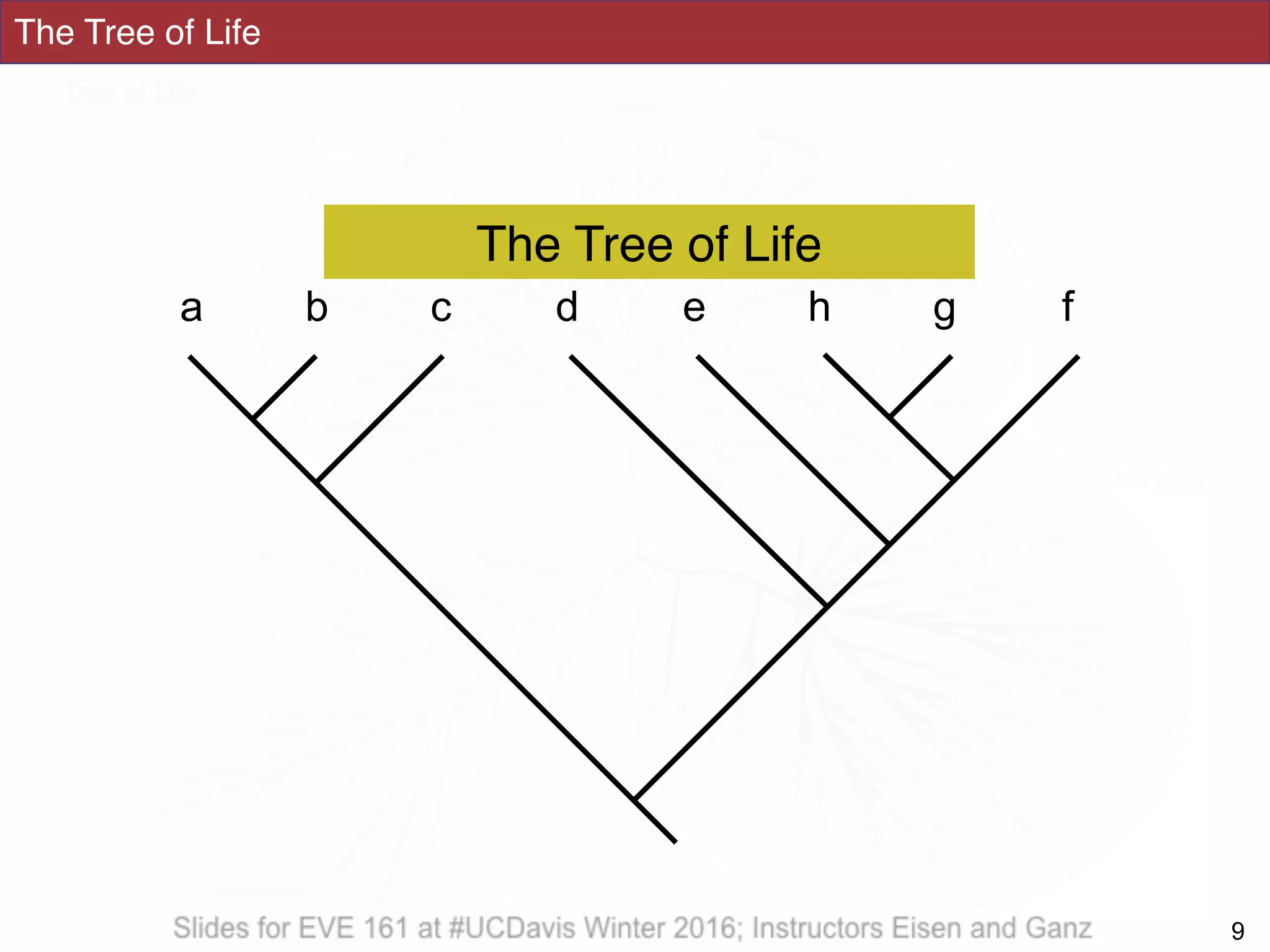 Microbial Phylogenomics (EVE161) Class 3: Woese and the Tree of Life | PDF