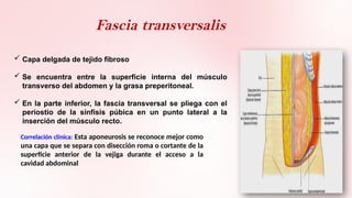 anatomia pared abdominal medicina obstetricia | PPTX