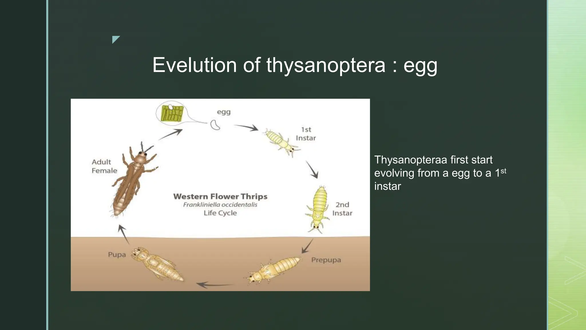 evelution of thysanoptera.pptx class 10. | PPTX