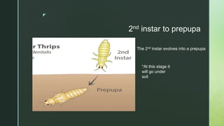 evelution of thysanoptera.pptx class 10. | PPTX