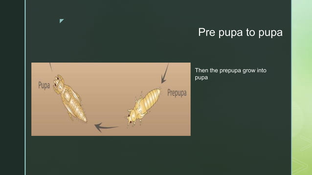 evelution of thysanoptera.pptx class 10. | PPTX