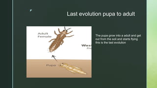 evelution of thysanoptera.pptx class 10. | PPT