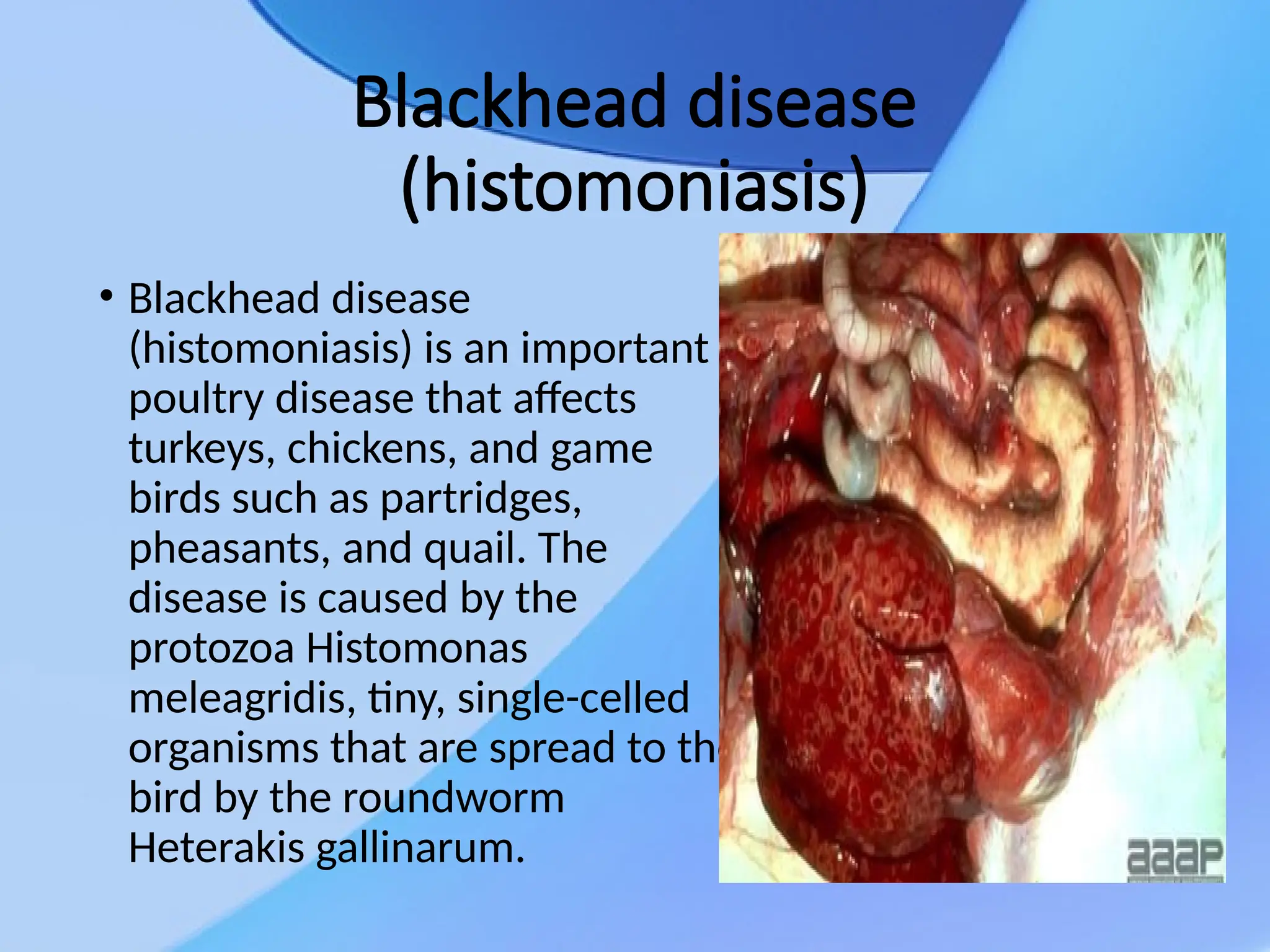 black head diseases or HISTOMONIASIS.pptx