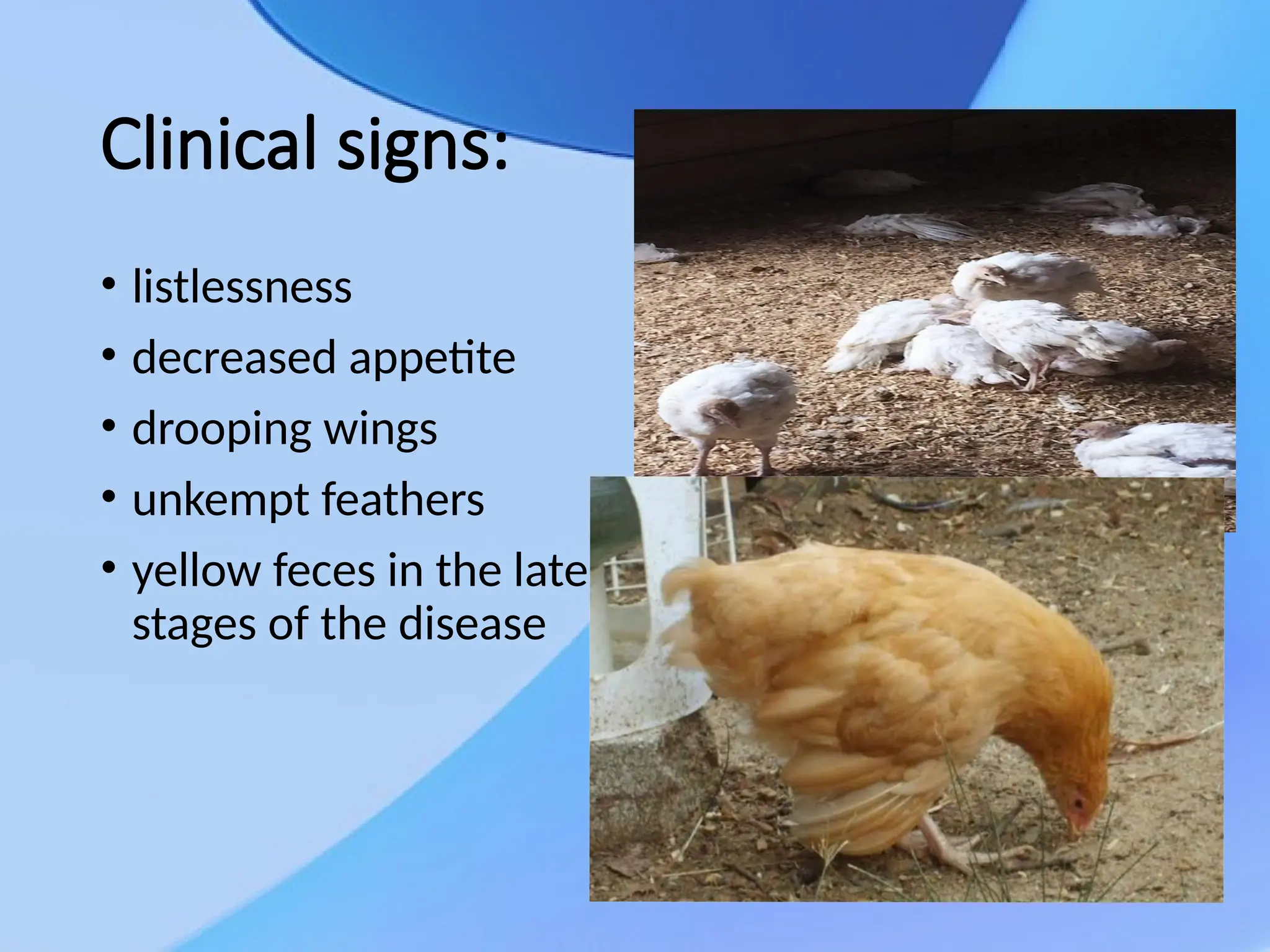 black head diseases or HISTOMONIASIS.pptx