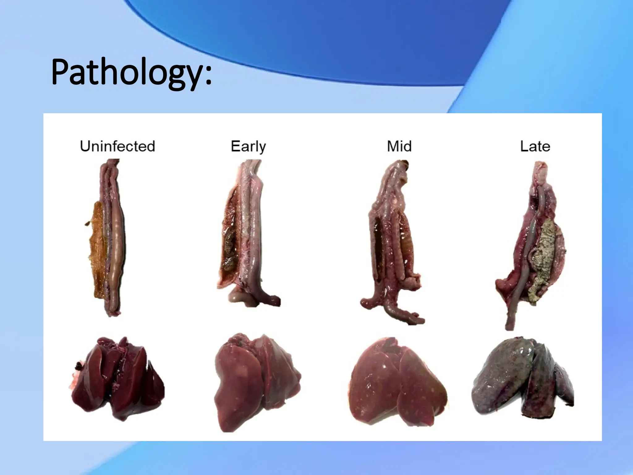 black head diseases or HISTOMONIASIS.pptx