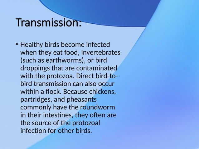 black head diseases or HISTOMONIASIS.pptx