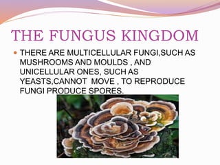 Evelyn Belén the five kingdoms | PPT