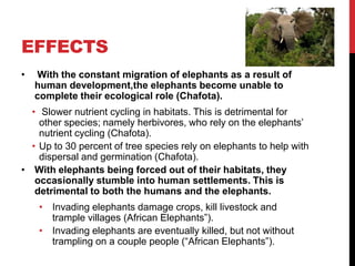 Evening for elephants | PPTX