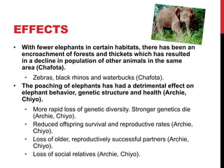 Evening for elephants | PPTX