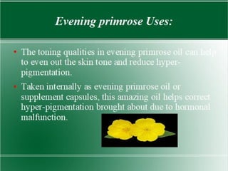 Evening primrose & Uses | PPT