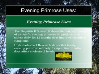 Evening primrose & Uses | ODP