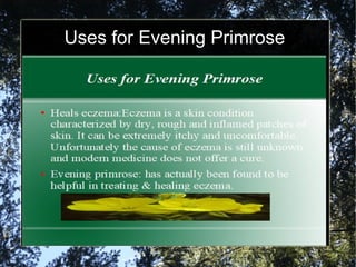 Evening primrose & Uses | PPT | Free Download