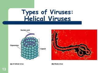 virus powerpoint | PPTX