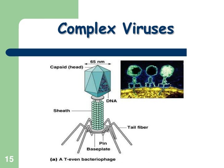 virus powerpoint