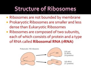 Ribosomes- Protein Synthesis | PPTX