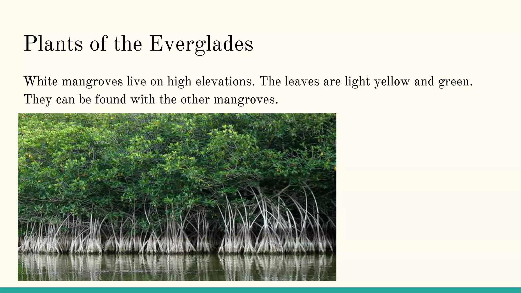Everglades Information | PPT