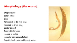 Enterobius Vermicularis Slide