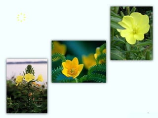 Evening primrose- medicinal plant PowerPoint | PPTX