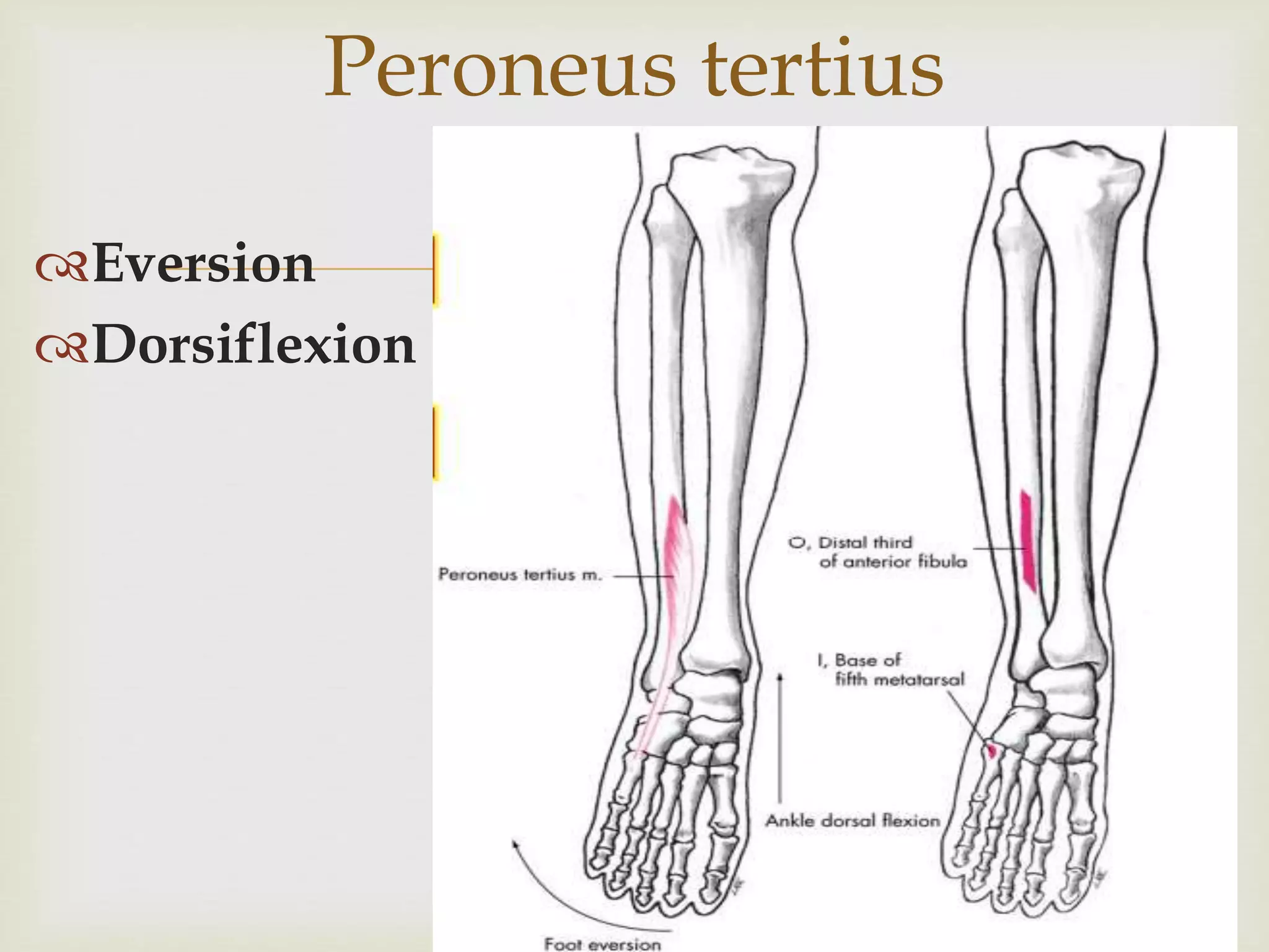 Evertor and invertor of foot | PPTX