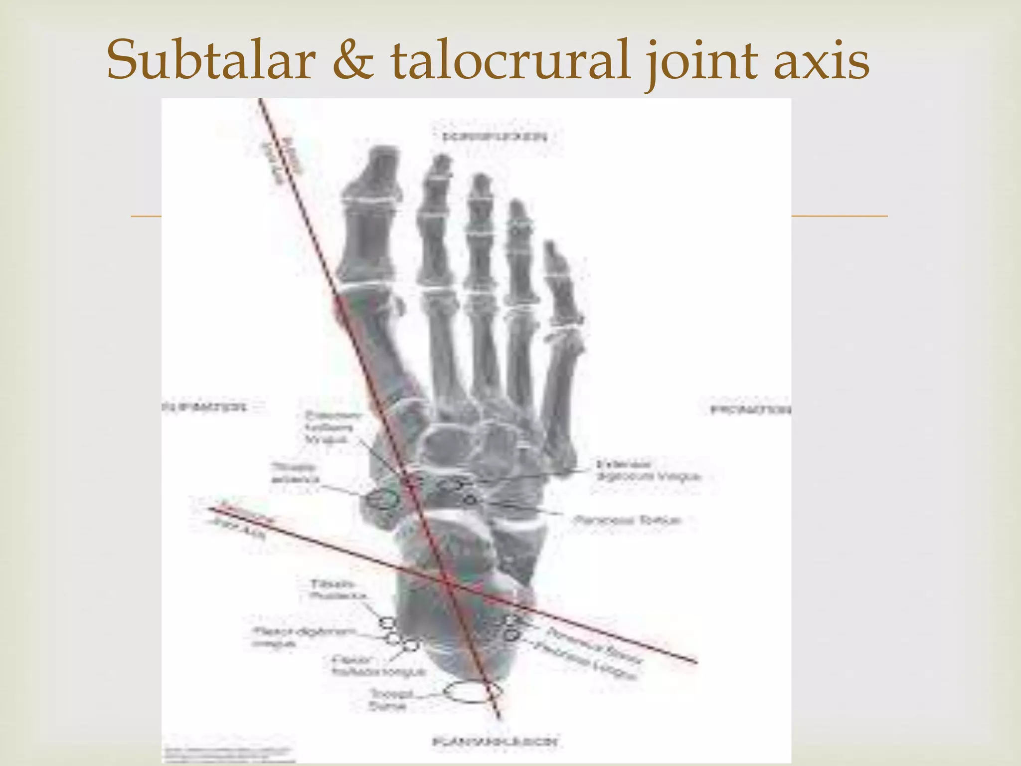 Evertor and invertor of foot | PPTX