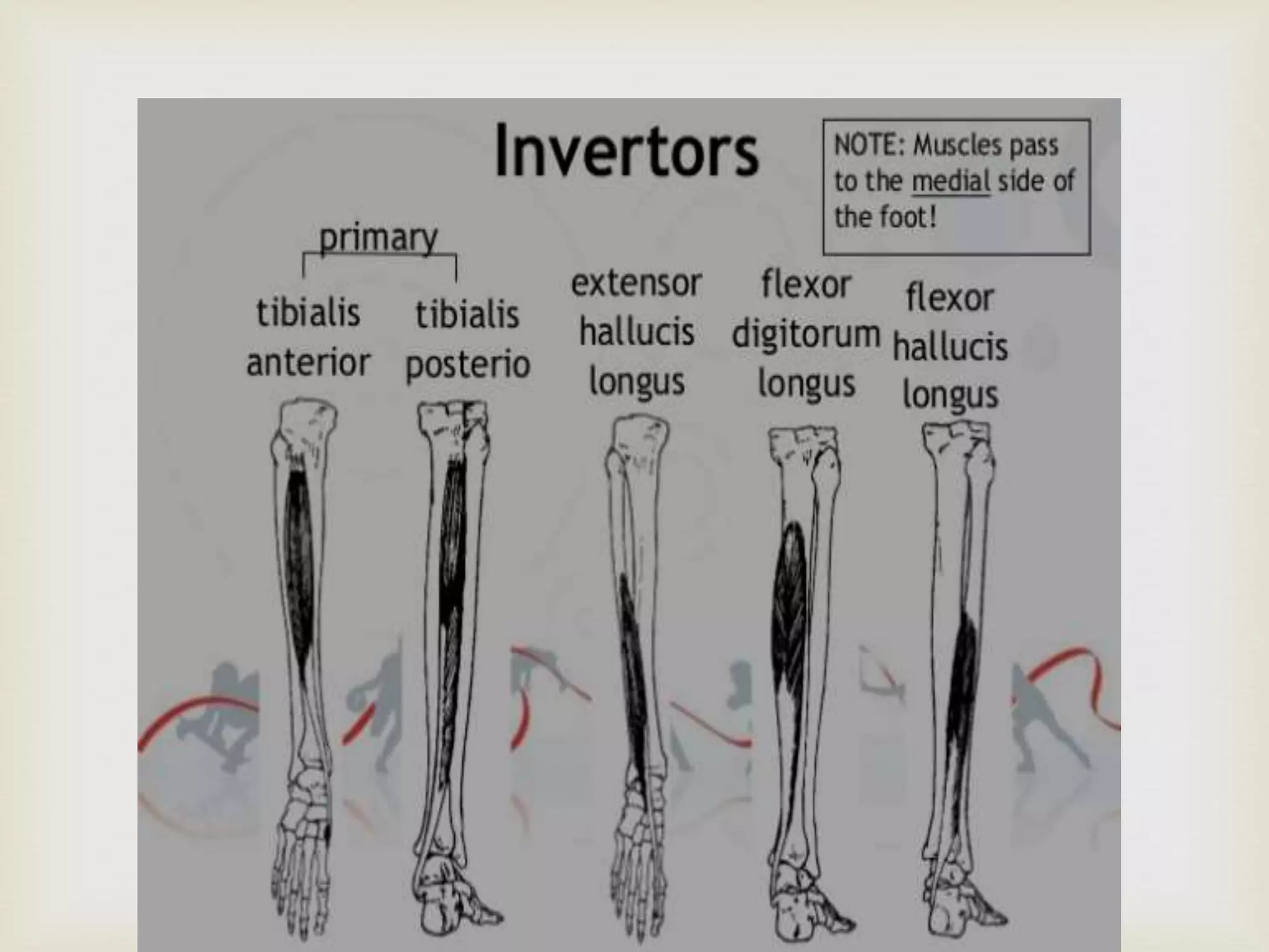 Evertor and invertor of foot | PPTX