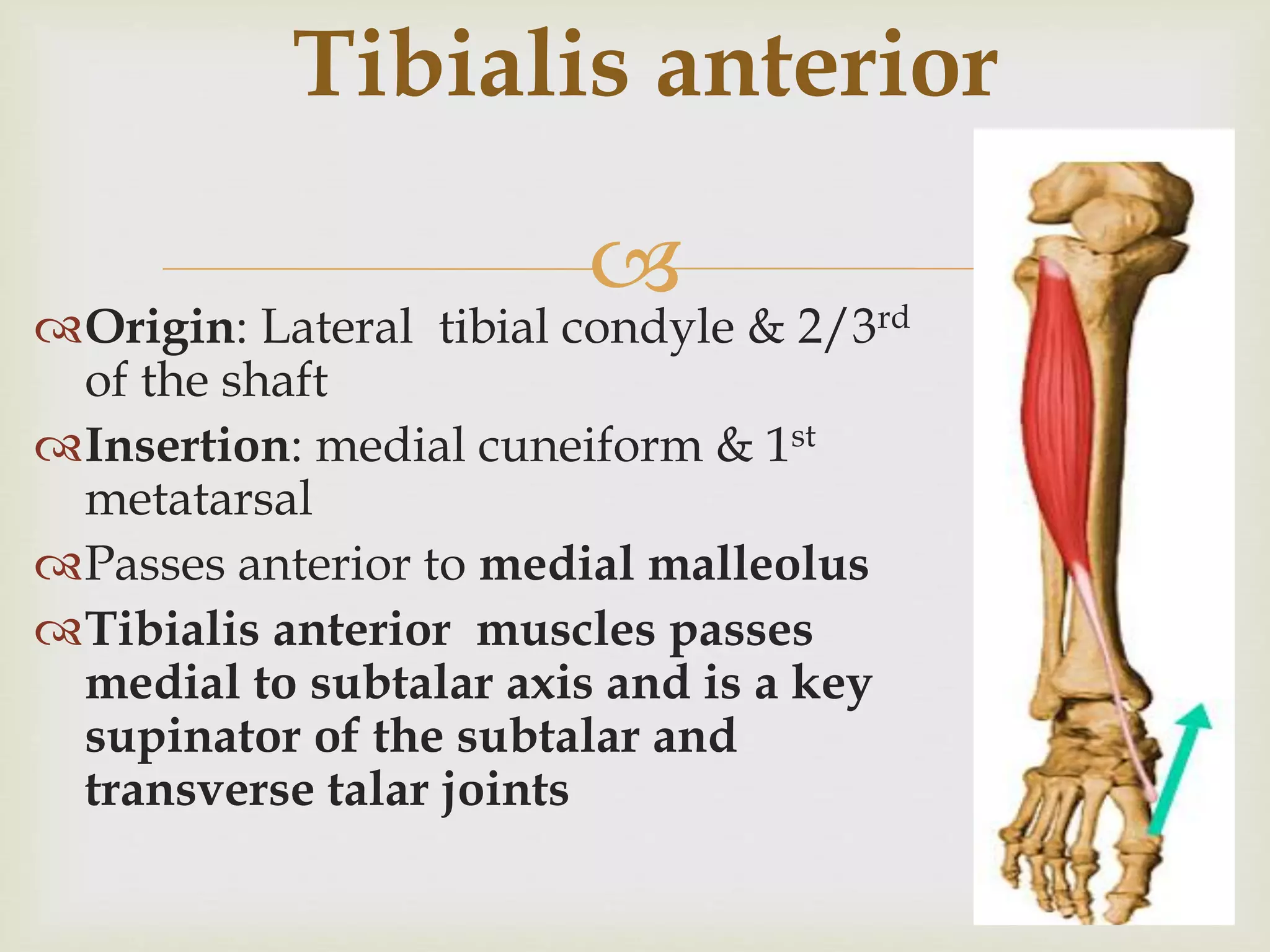 Evertor and invertor of foot | PPTX