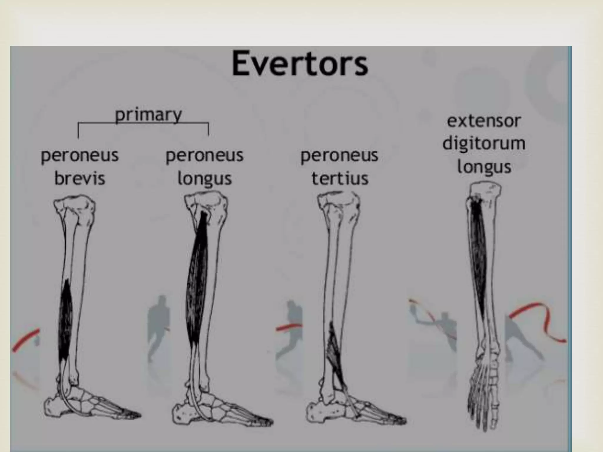 Evertor and invertor of foot | PPTX