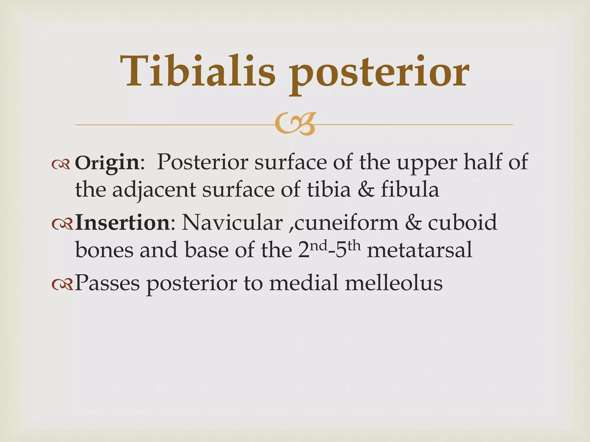 Evertor and invertor of foot | PPTX