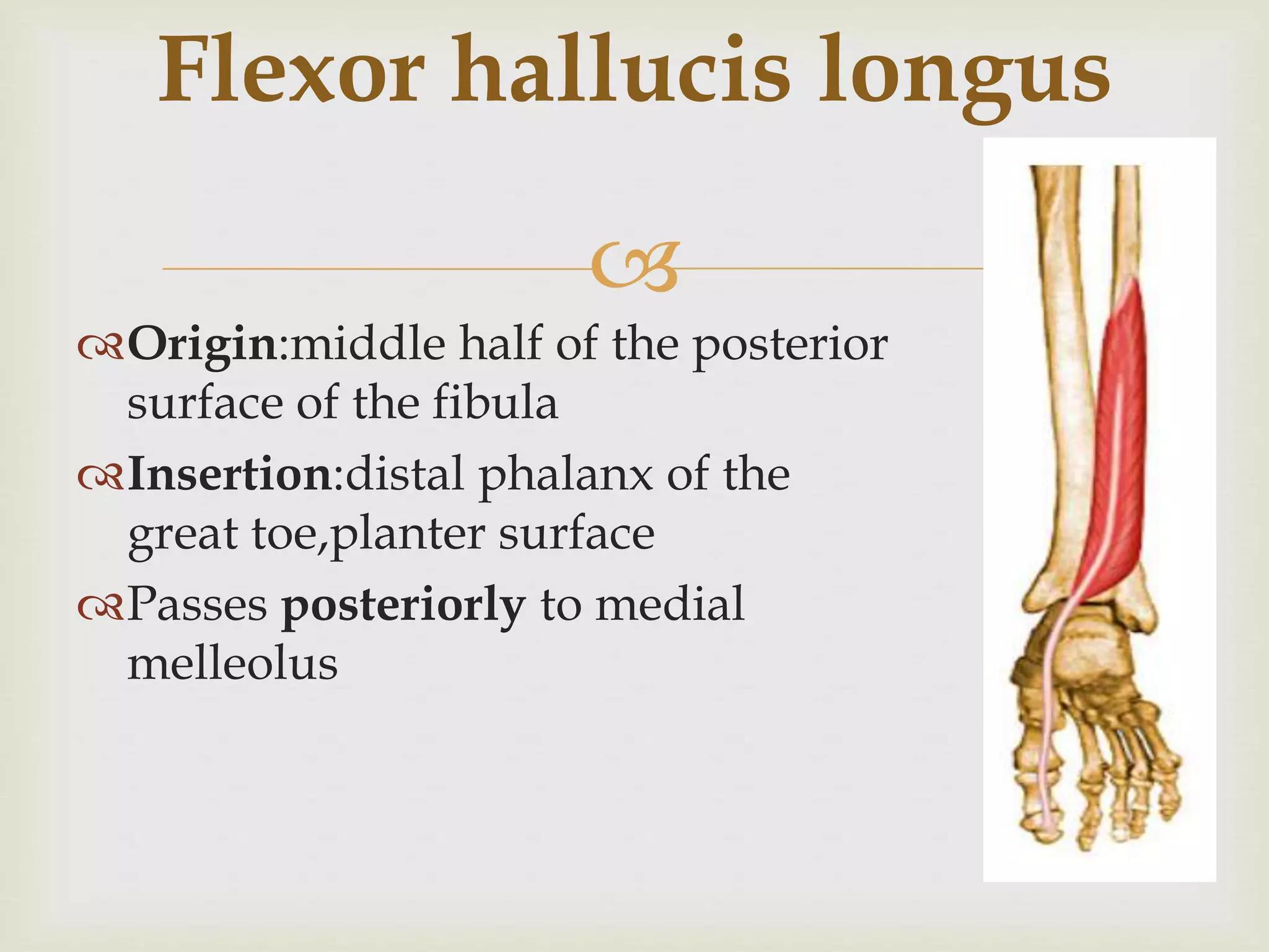 Evertor and invertor of foot | PPTX