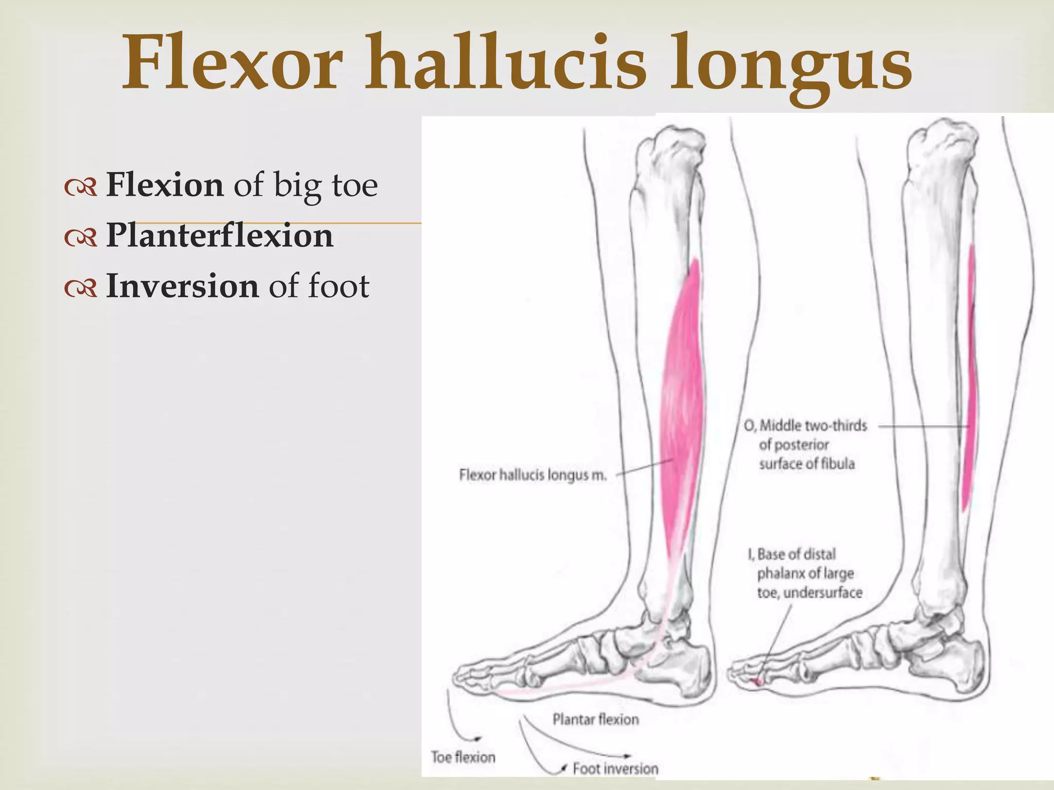 Evertor and invertor of foot | PPTX