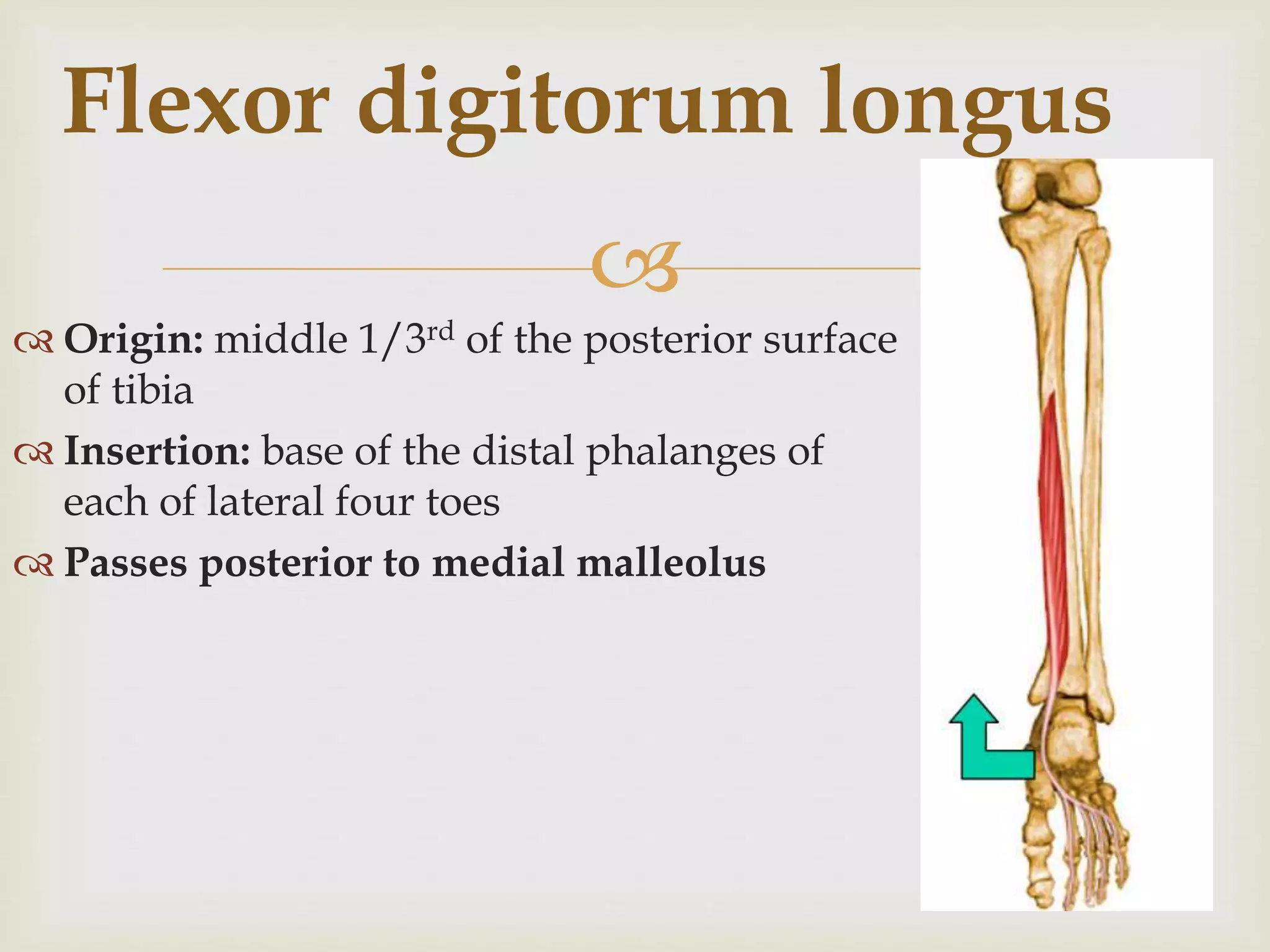 Evertor and invertor of foot | PPTX