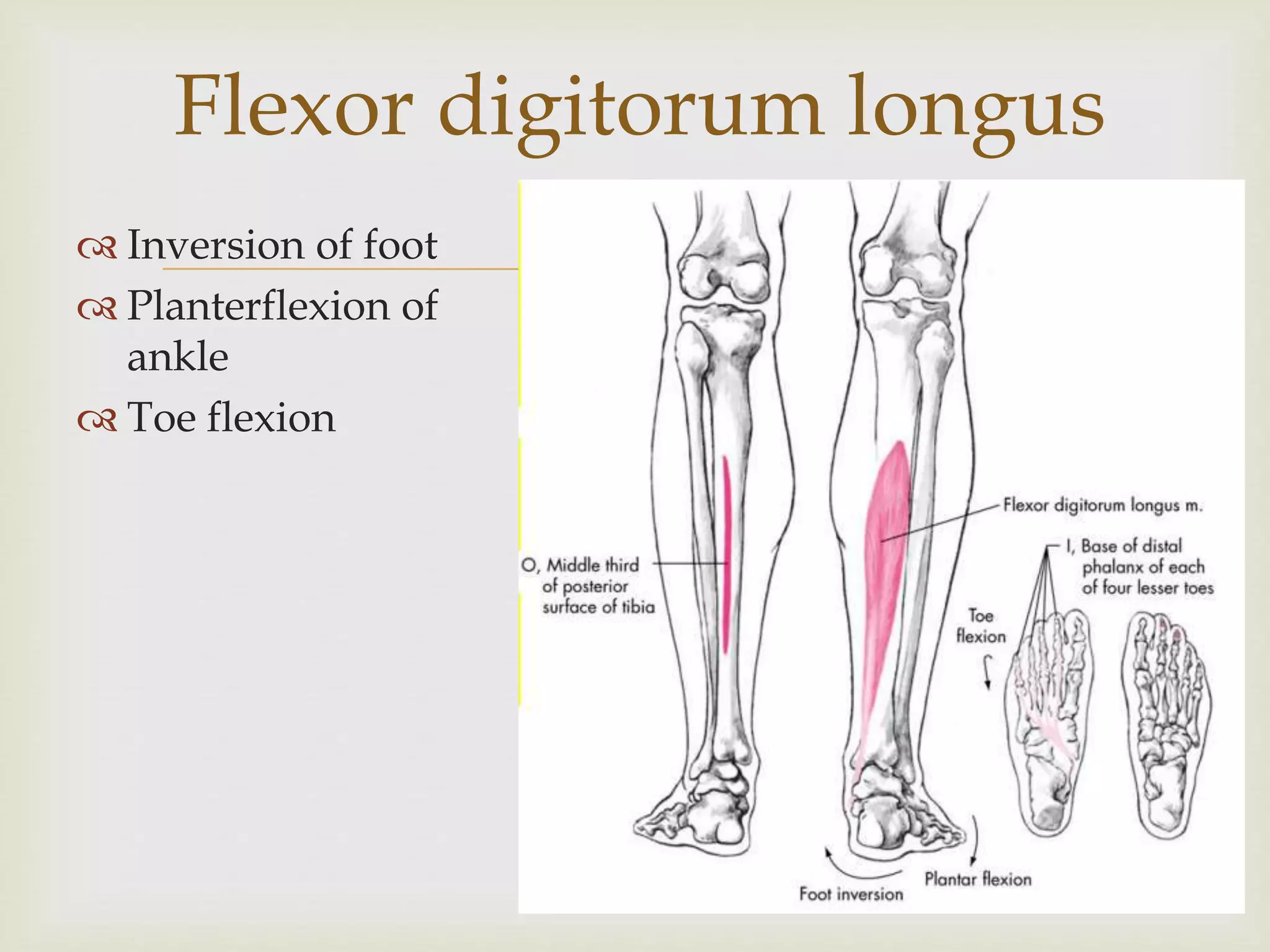 Evertor and invertor of foot | PPTX