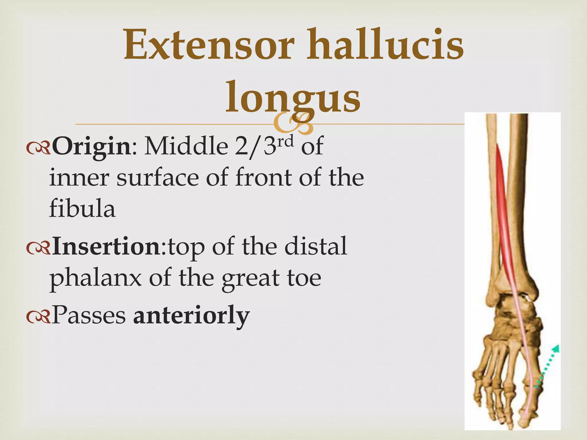 Evertor and invertor of foot | PPTX