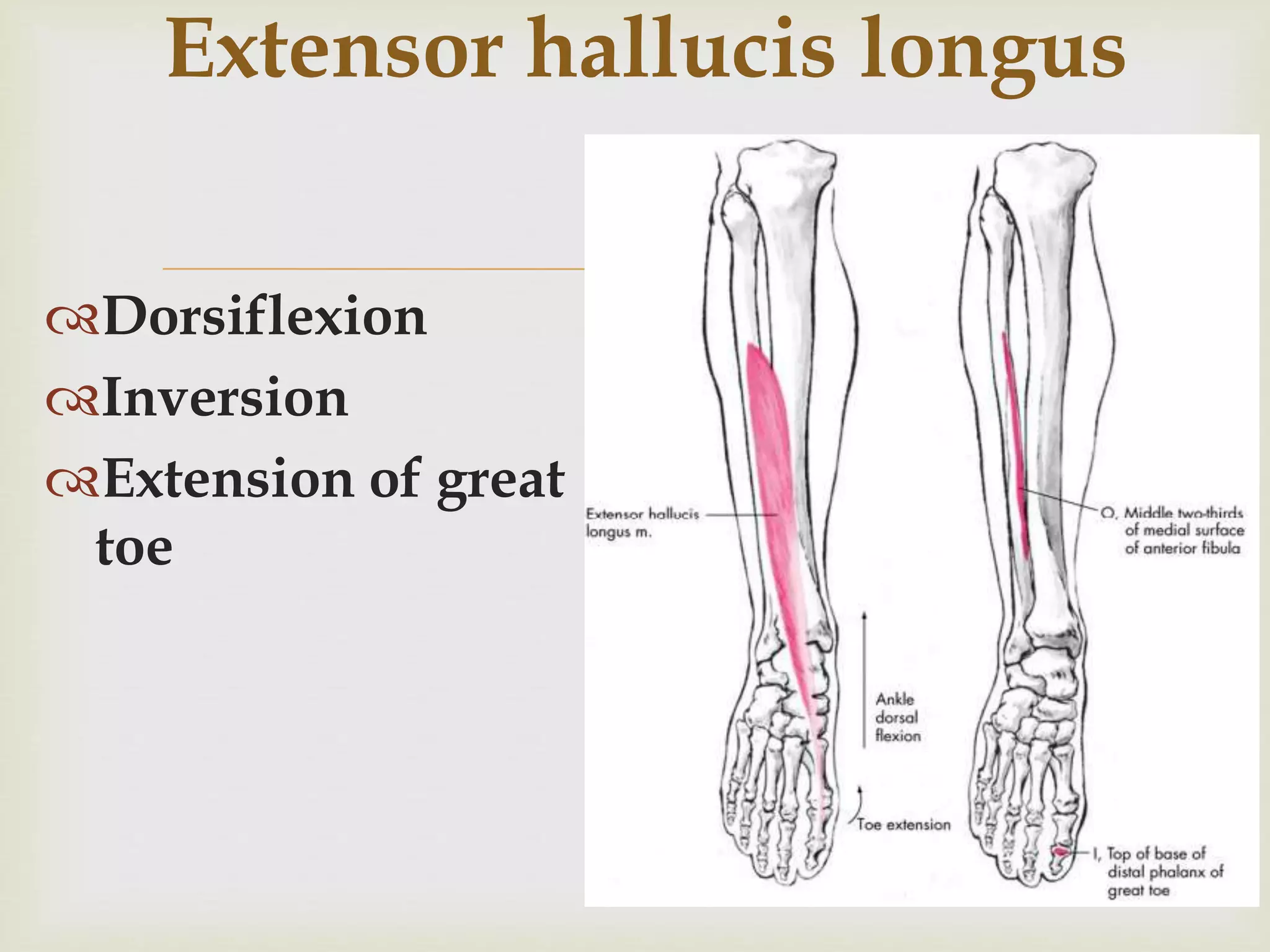 Evertor and invertor of foot | PPTX