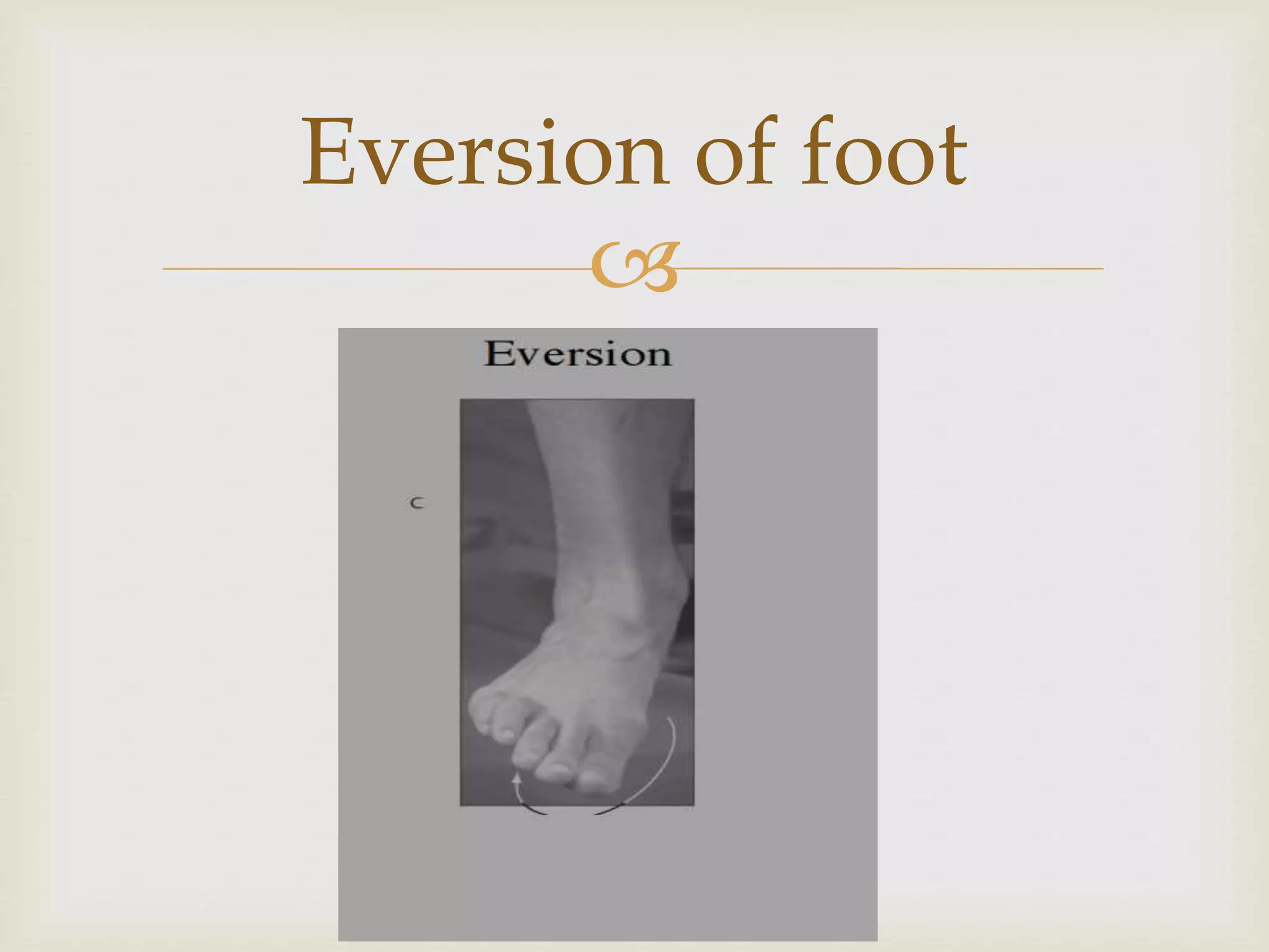 Evertor and invertor of foot | PPTX