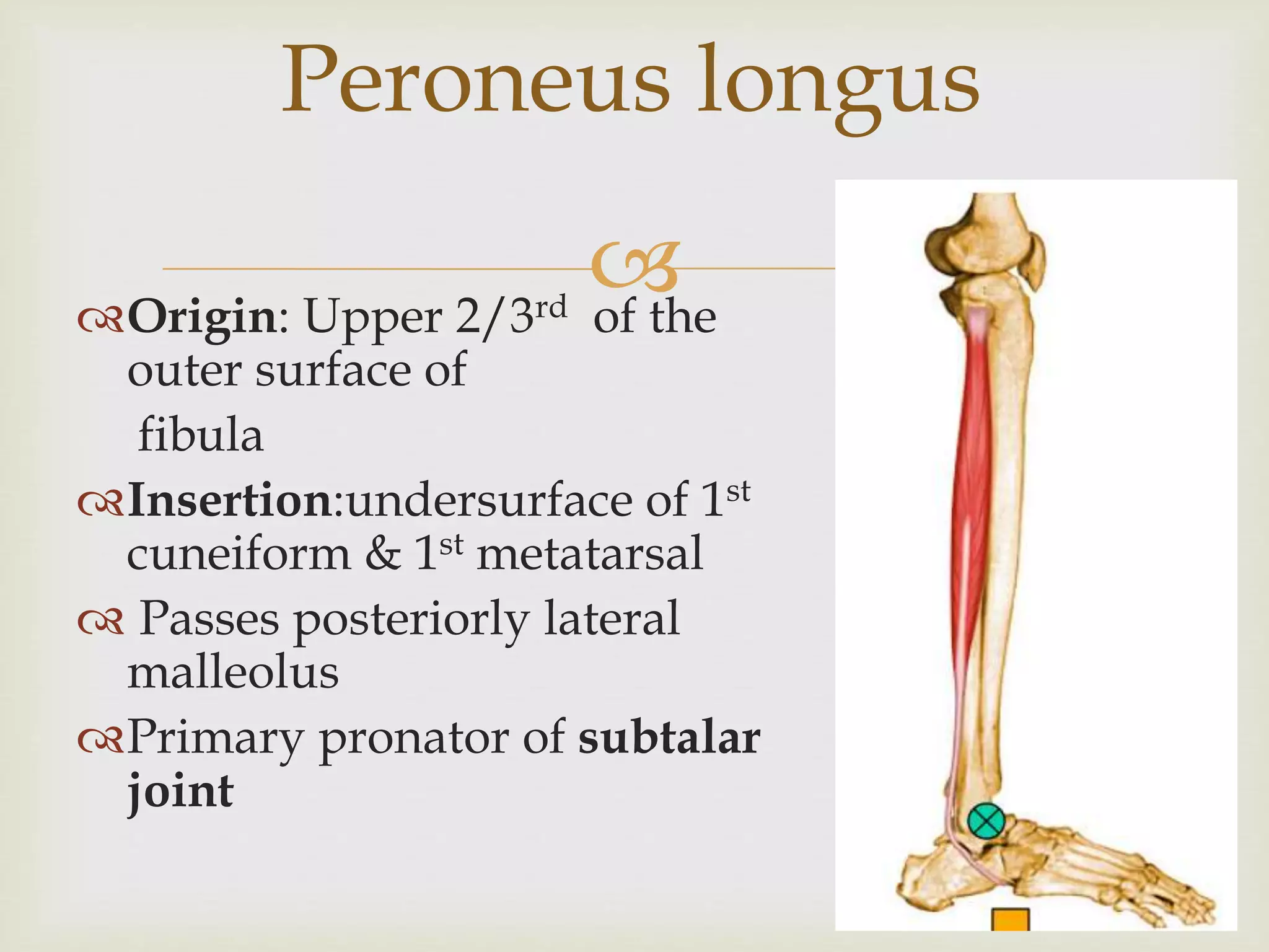 Evertor and invertor of foot | PPTX