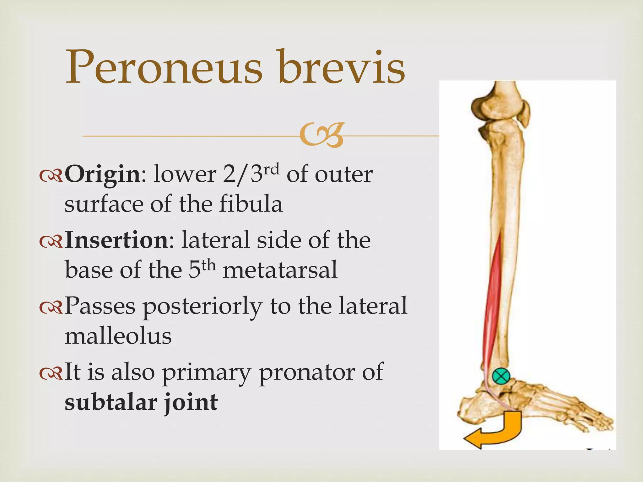 Evertor and invertor of foot | PPTX