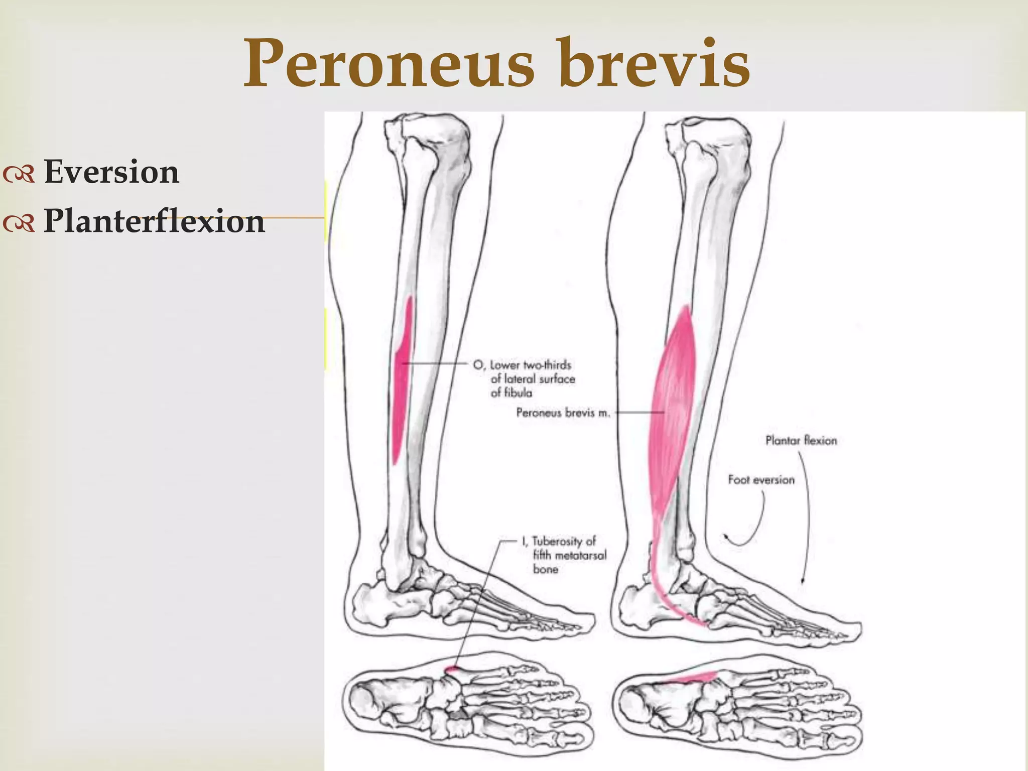 Evertor and invertor of foot | PPTX