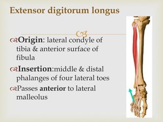 Evertor and invertor of foot | PPTX | Death, Injury, or Military ...