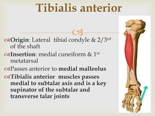 Evertor and invertor of foot | PPTX