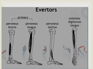 Evertor and invertor of foot | PPTX | Death, Injury, or Military ...