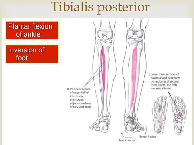 Evertor and invertor of foot | PPTX | Death, Injury, or Military ...