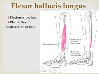Evertor and invertor of foot | PPTX | Death, Injury, or Military ...