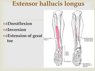 Evertor and invertor of foot | PPTX | Death, Injury, or Military ...