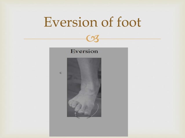Evertor and invertor of foot | PPTX | Death, Injury, or Military ...